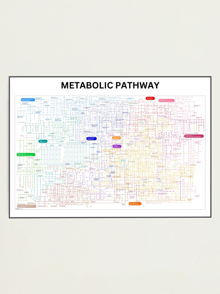 "Metabolic pathway map" Photographic Print for Sale by ScienceStores ...