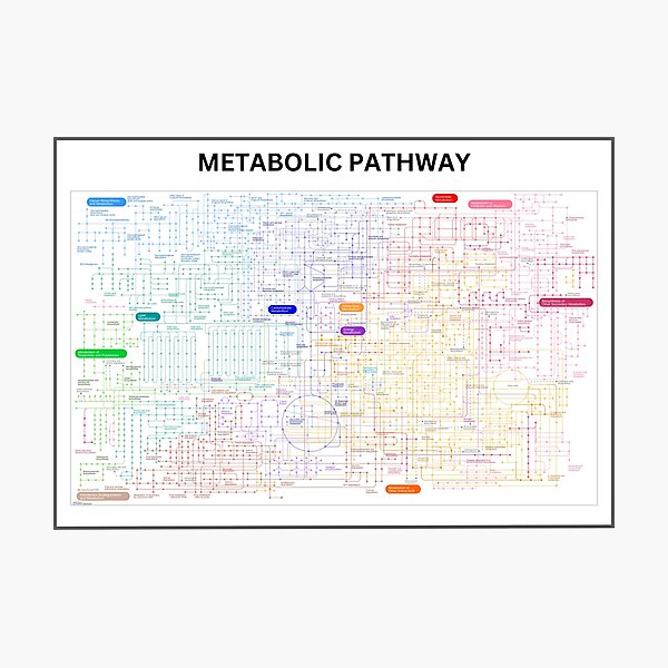 "Metabolic pathway map" Photographic Print for Sale by ScienceStores ...