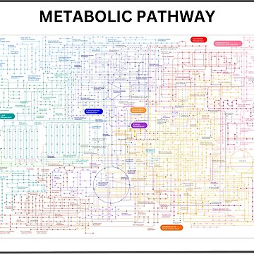 "Metabolic pathway map" Photographic Print for Sale by ScienceStores ...