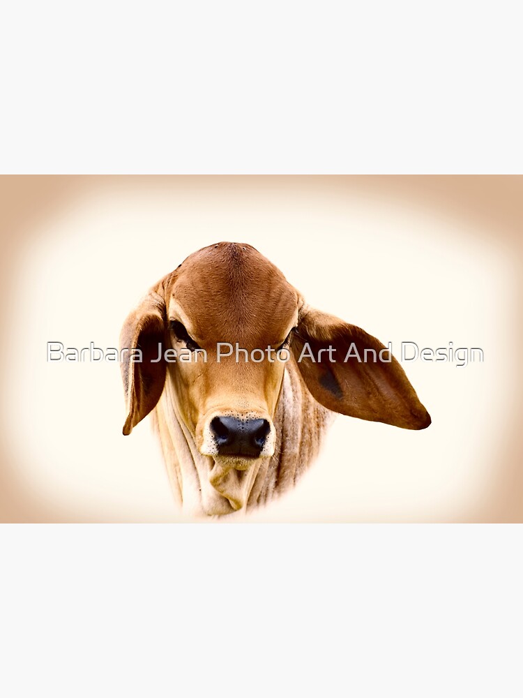 " BRAHMAN CALF, " Poster for Sale by Barbara Jean Photo Art And Design ...