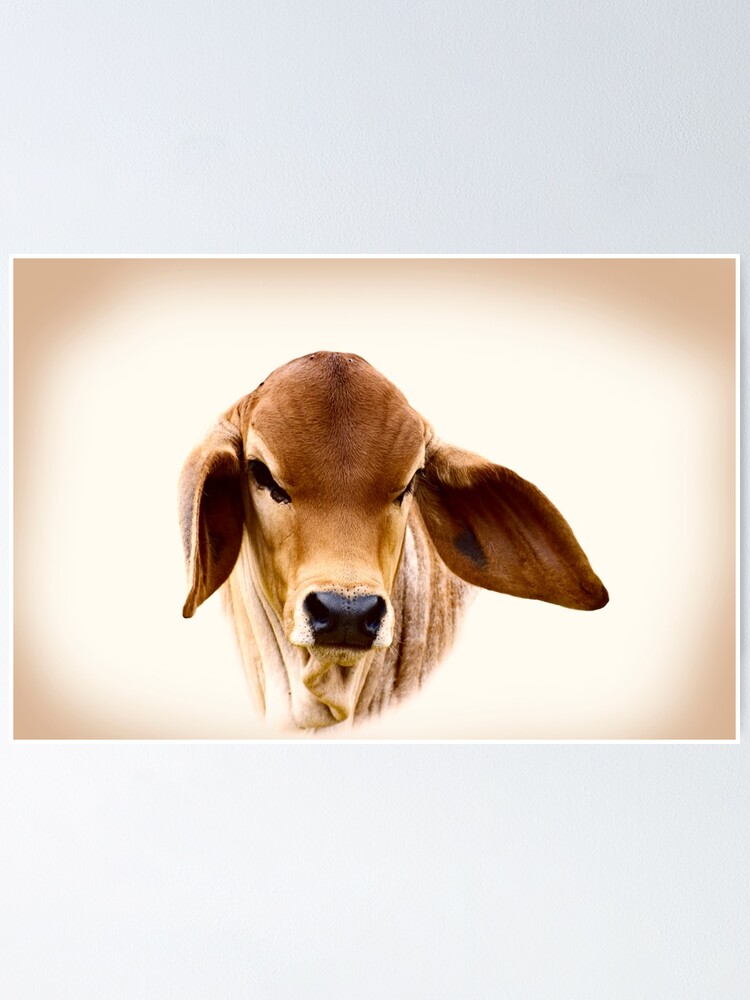 " BRAHMAN CALF, " Poster for Sale by Barbara Jean Photo Art And Design ...