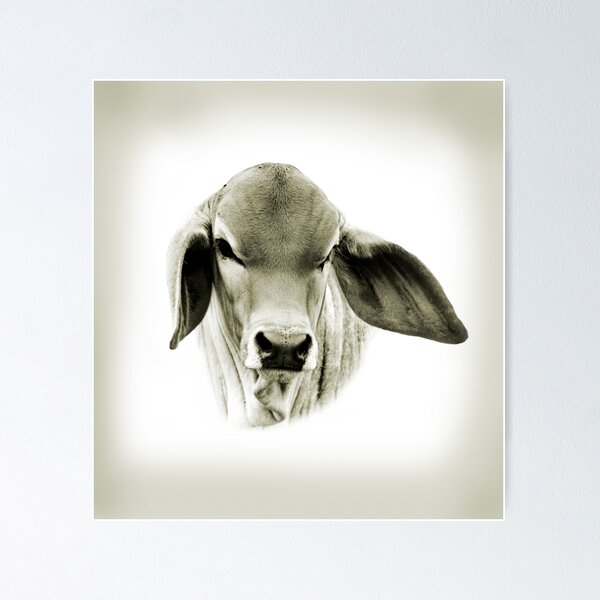 " BRAHMAN CALF, WALL ART AND DESIGNS" Poster for Sale by Tinpants ...