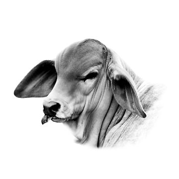"BRAHMAN CALF PORTRAIT, WALL ART AND DESIGNS" Poster for Sale by ...