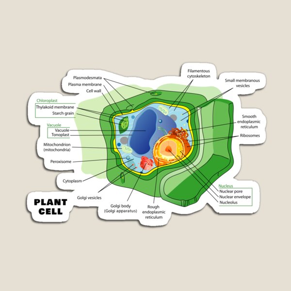 "Diagram of a Plant (eukaryotic) Cell" Magnet for Sale by allhistory ...