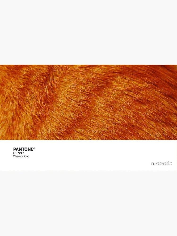 "Pantone Cheetos Cat" Photographic Print by nestastic | Redbubble