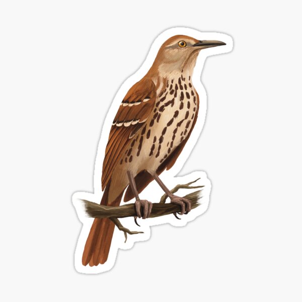 "Brown Thrasher Standing on a Branch" Sticker for Sale by nicole ...