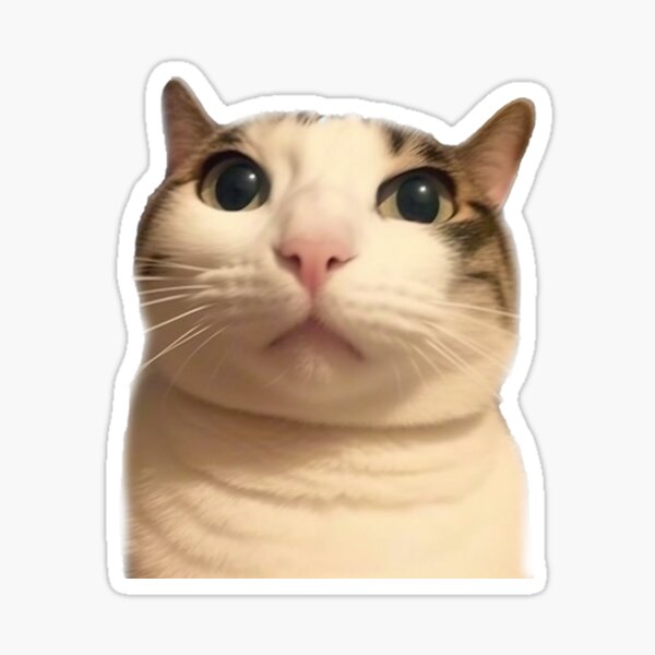 "Funny Face Meme Cat " Sticker for Sale by Darcekar | Redbubble