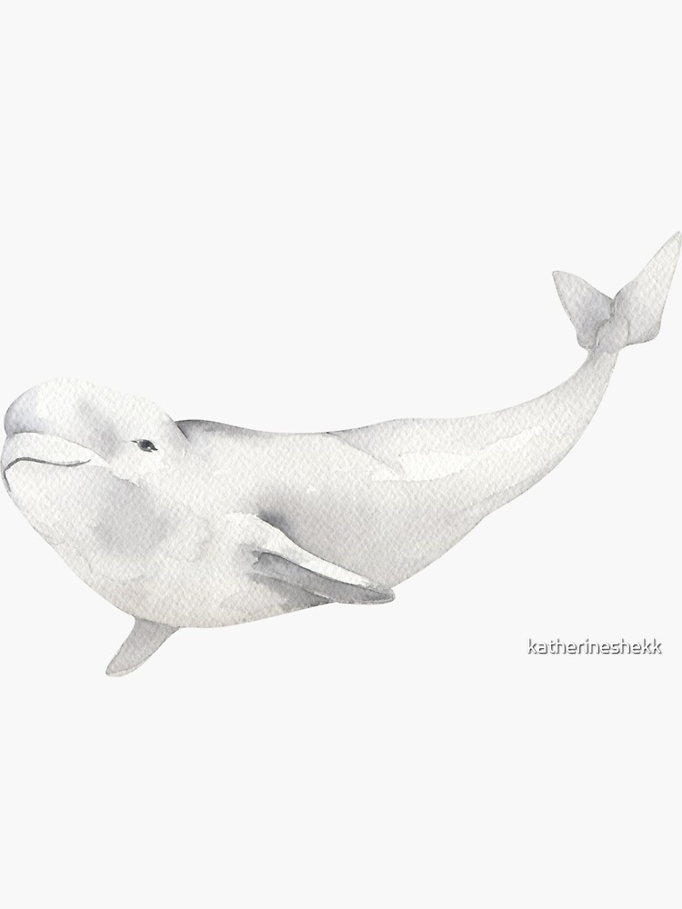 "Beluga Whale sticker" Sticker for Sale by katherineshekk | Redbubble