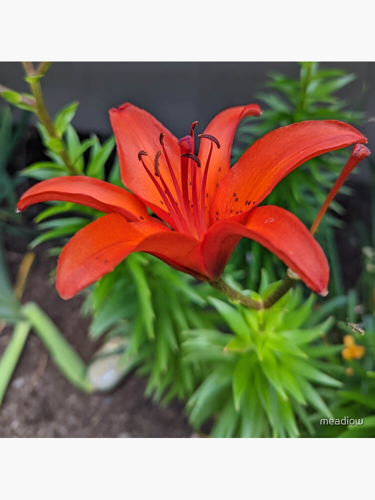 "orange red tiger lily" Sticker for Sale by meadiow | Redbubble