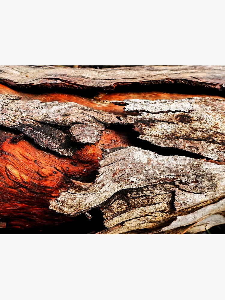 "Australian Tree Bark Series #12" Poster for Sale by Moments-In-Time ...