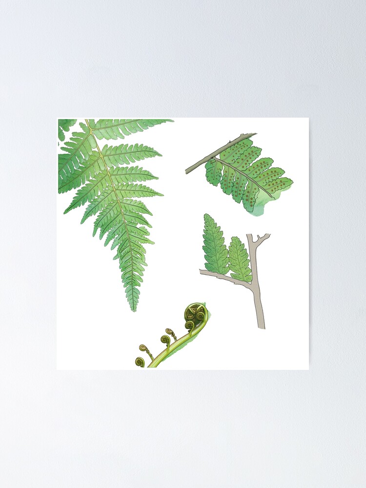 "Slender Tree Fern (Cyathea Cunninghamii)" Poster by ndermawan | Redbubble