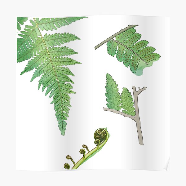 "Slender Tree Fern (Cyathea Cunninghamii)" Poster by ndermawan | Redbubble
