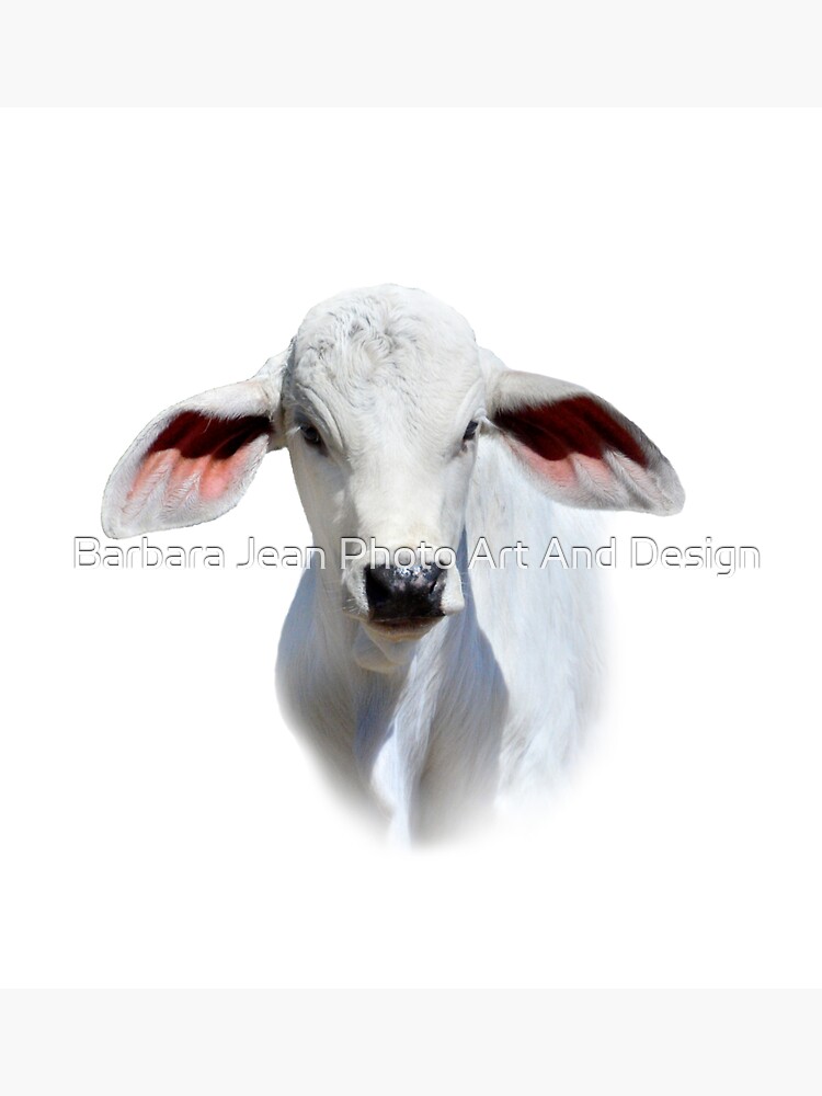 " BRAHMAN CALF, CUTE COW" Sticker for Sale by Barbara Jean Photo Art ...