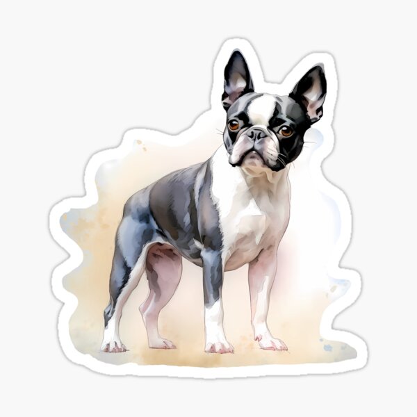 "Boston Terrier 2-Watercolor" Sticker for Sale by Jdelgado813 | Redbubble