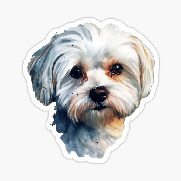 "A Cute Maltese Dog" Sticker for Sale by intothehype | Redbubble