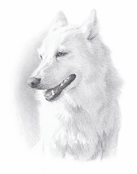 "Alaskan white husky drawing" by mike theuer | Redbubble