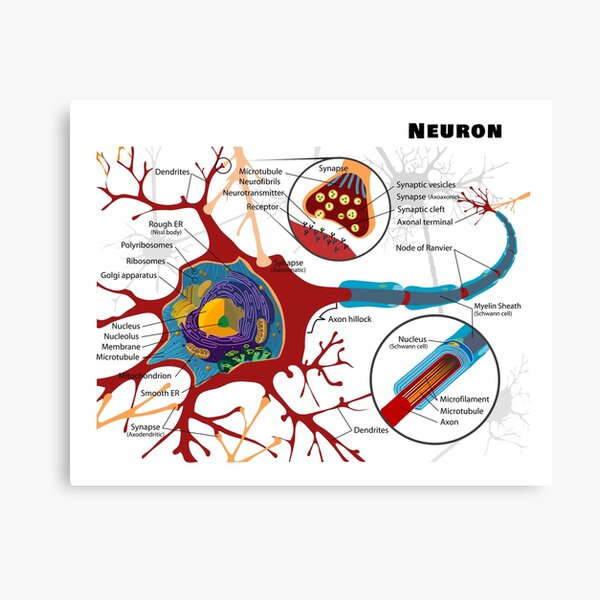 "Diagram of a Typical Myelinated Vertebrate Motor Neuron" Canvas Print ...