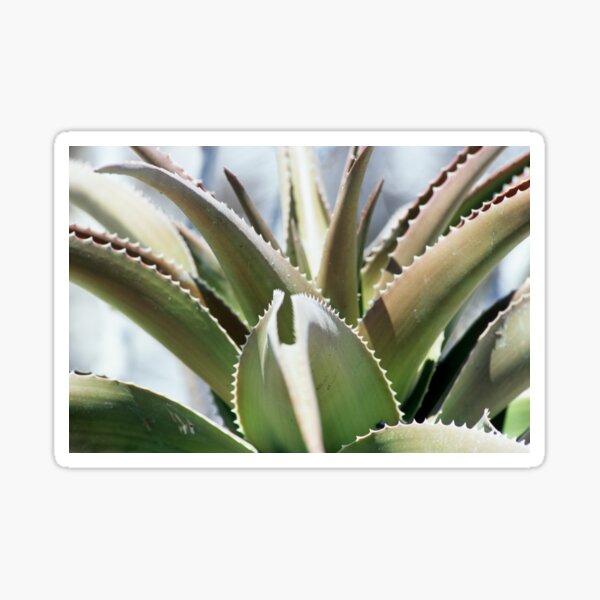 "Agave (B620/0306)" Sticker for Sale by SciencePhoto | Redbubble