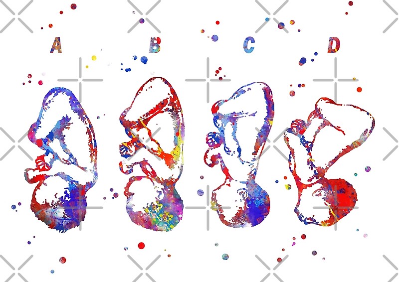 "Cephalic position, pregnancy, fetus, foetus, baby's development" by ...