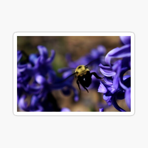 "Flight of the Bumblebee" Sticker by frespirit | Redbubble