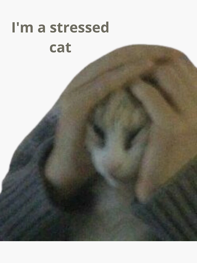 Stressed Cat Memes
