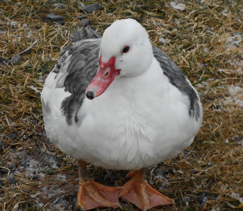 "Muscovy Duck" by imphavok | Redbubble
