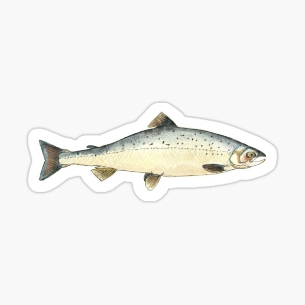 "Atlantic salmon (Salmo salar)" Stickerundefined by Isabel Cayer ...
