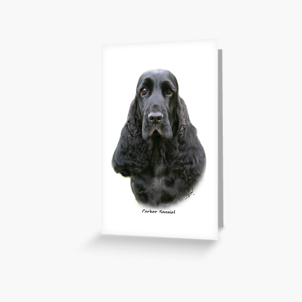"Cocker Spaniel" Greeting Card by Traffordphotos | Redbubble