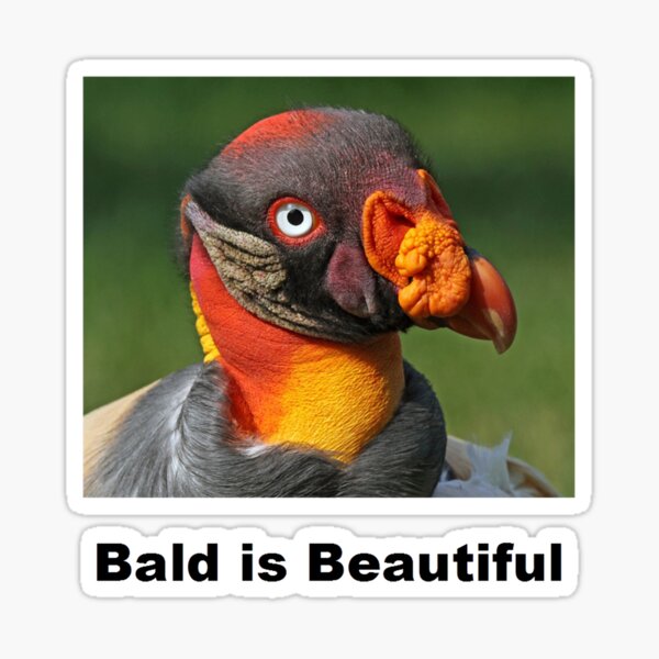 "Bald is Beautiful" Sticker for Sale by TippyToes | Redbubble