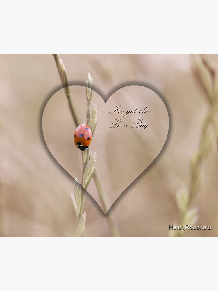 "Ladybird love bug" Sticker by HaleyRedshaw | Redbubble