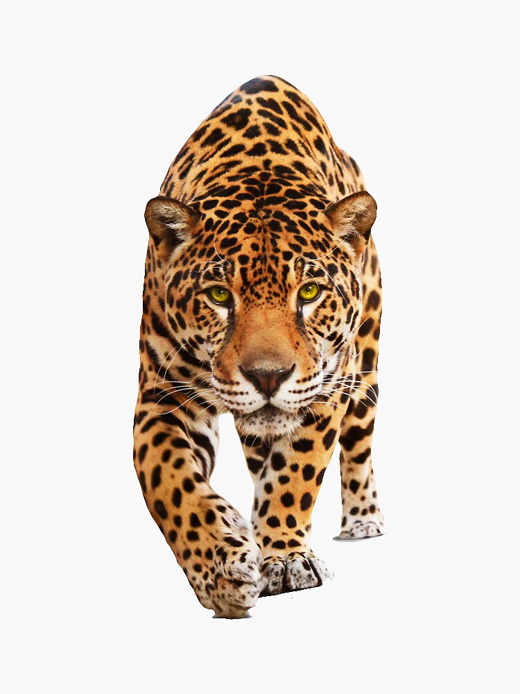 "Jaguar sticker" Sticker for Sale by SandyP17 | Redbubble