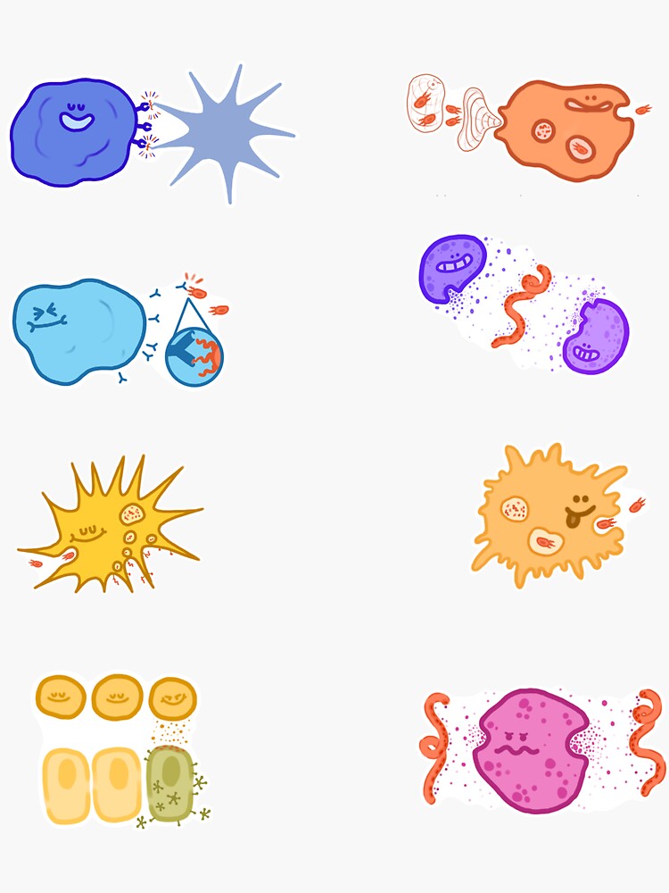 "Immune system cells cute minimal immunology " Sticker for Sale by Opid ...