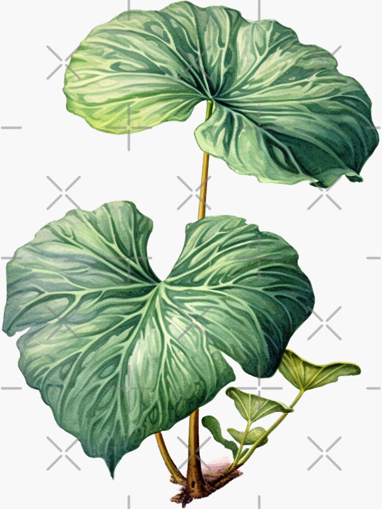 " A Detailed Illustration of an Elephant Ear Plant" Sticker for Sale by ...