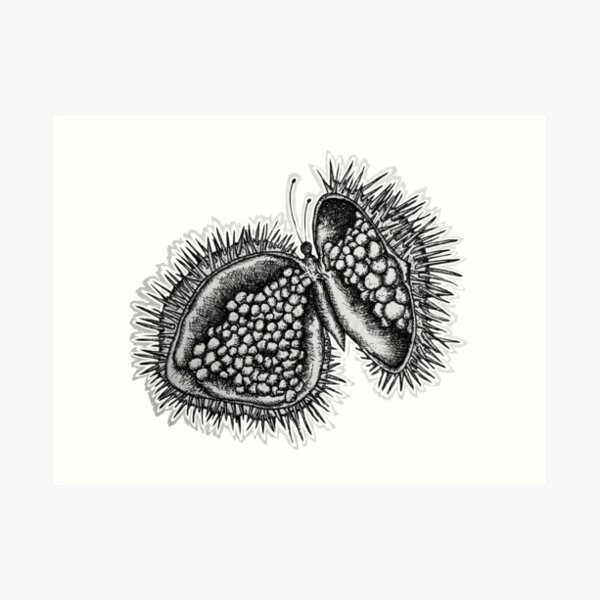 "Achiote Butterfly Ink Drawing" Art Print for Sale by Jaraart | Redbubble