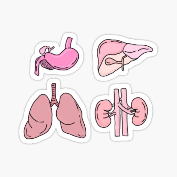 "abdominal organs pink" Sticker for Sale by emmapatton | Redbubble