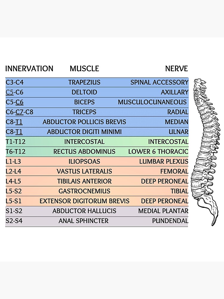 Spinal Nerve Roots Chart Spinal Cord Anatomy Spine Orthobullets