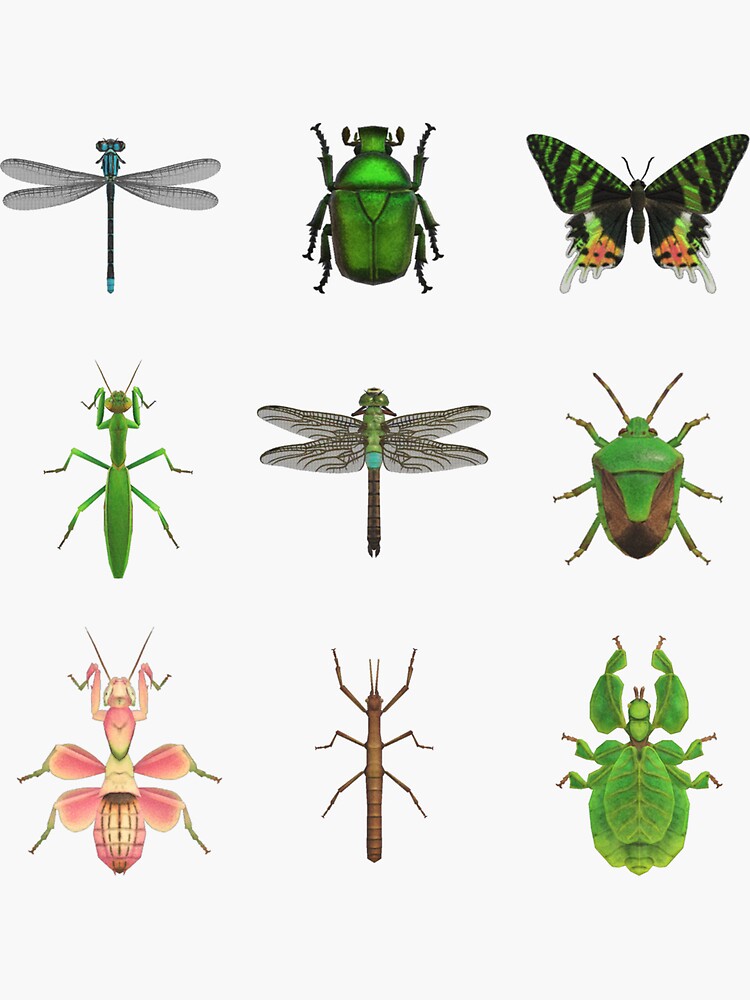 "Assorted Bug Pack " Sticker for Sale by nednalbrolyat | Redbubble