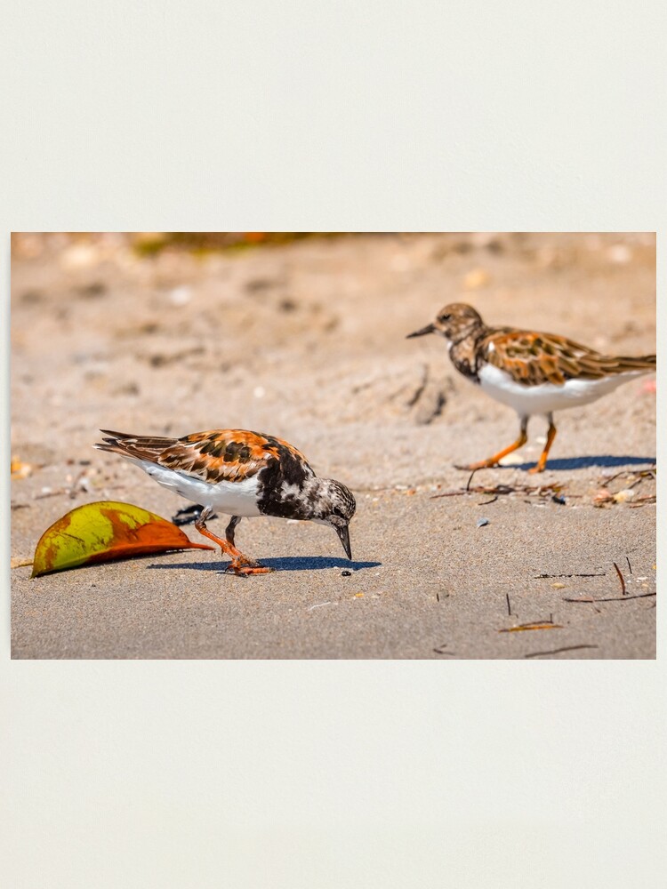 "Sandpipers on the Beach" Photographic Print for Sale by Craig ...