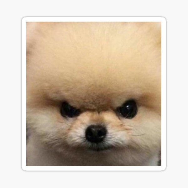 "Angry Cute Dog Sticker" by BootyRay | Redbubble