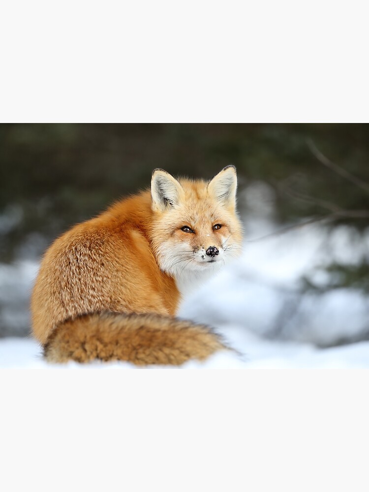 "One Last Look" Poster for Sale by mlorenz | Redbubble
