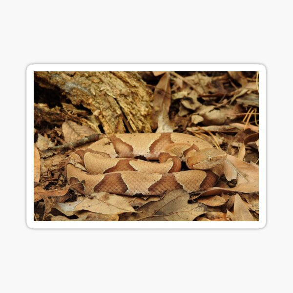 Copperhead Merch & Gifts for Sale | Redbubble