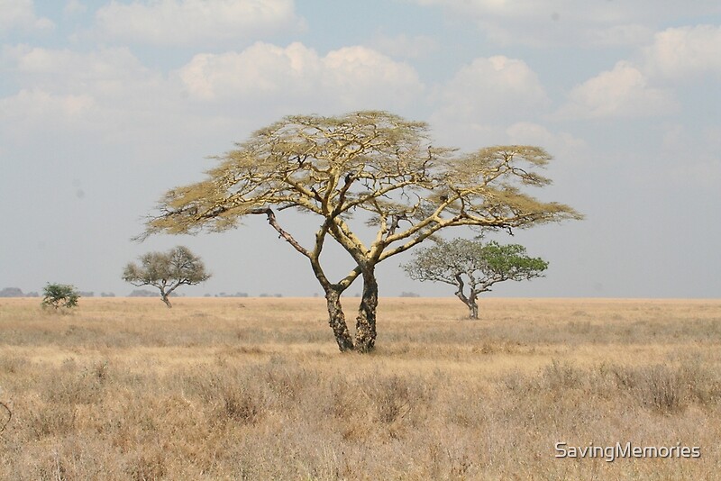 "Beautiful Acacia Tree" by SavingMemories | Redbubble