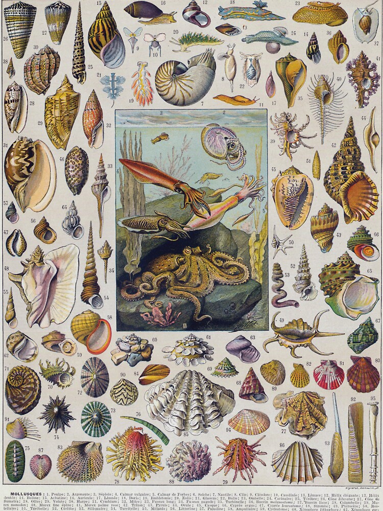 "Vintage Mollusk Diagram" Sticker for Sale by RookRetail | Redbubble