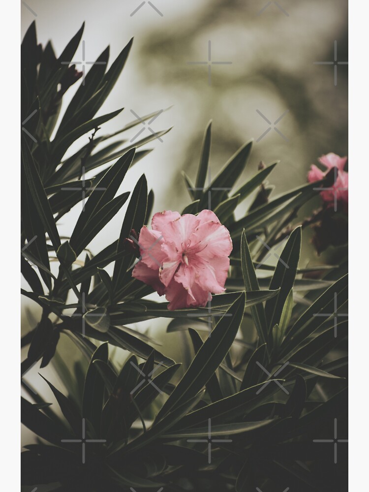 Pálido Es Hermoso Meme