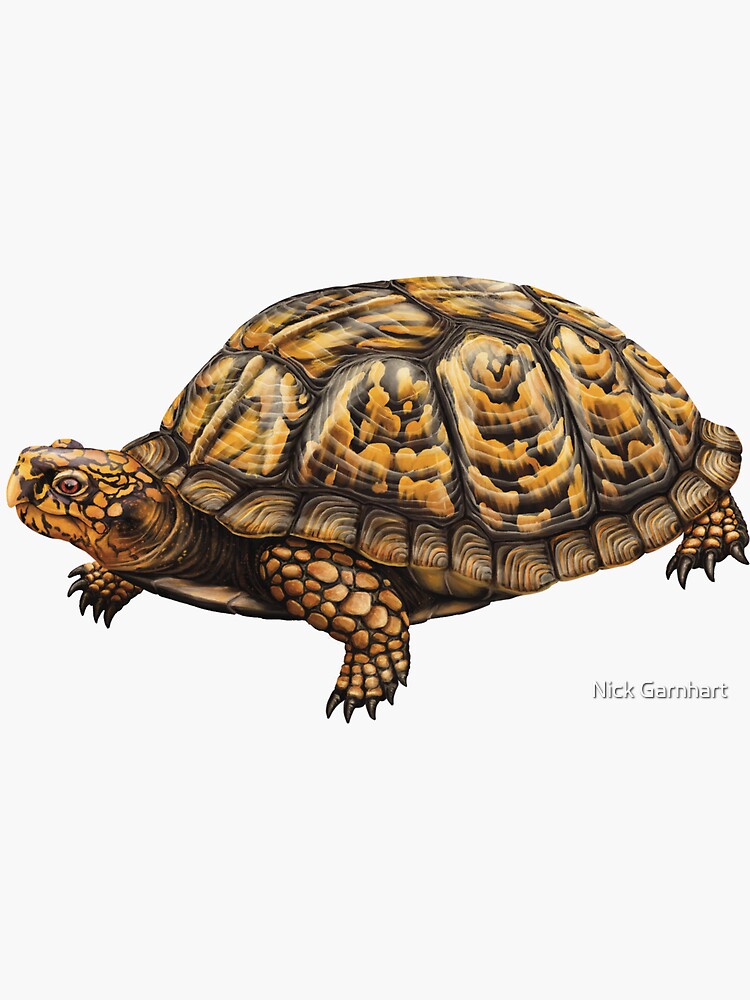 "Eastern Box Turtle Orange and Yellow Turtle" Sticker for Sale by ...