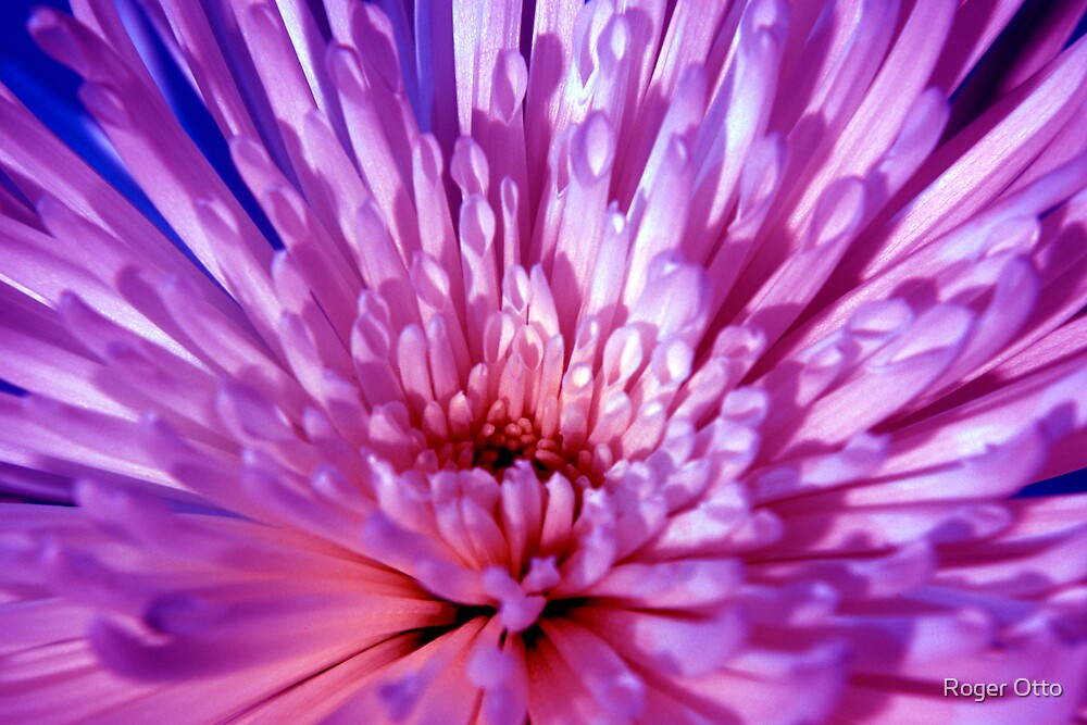 "Spider Daisy" by Roger Otto | Redbubble