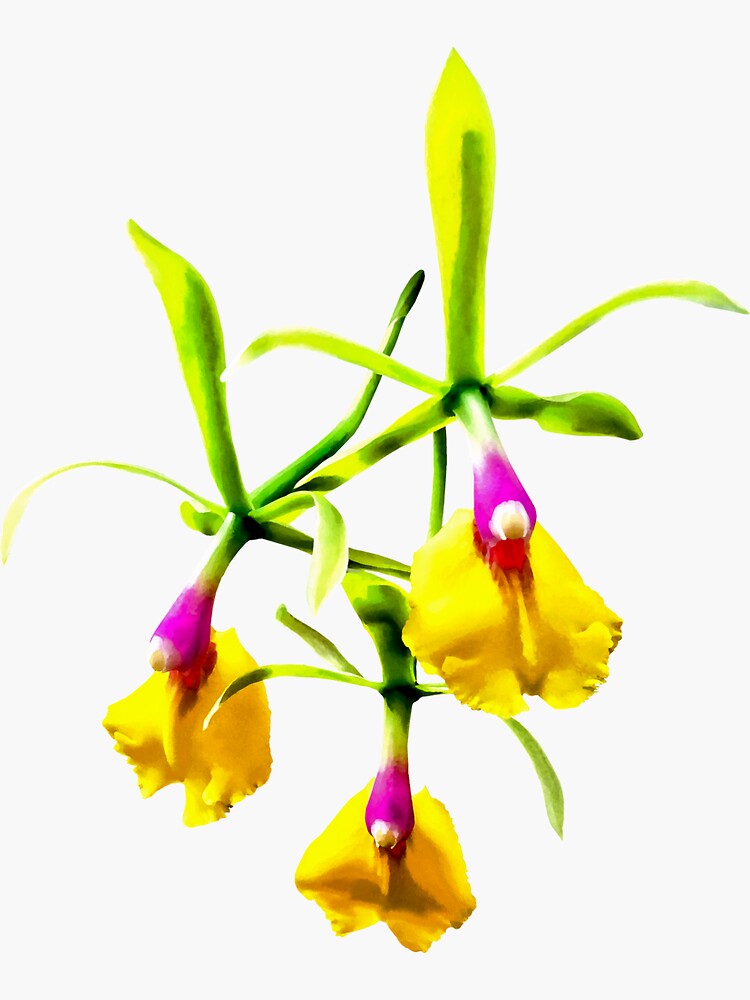 "Epicattleya Rene Marques Flame Thrower" Sticker for Sale by SudaP0408 ...