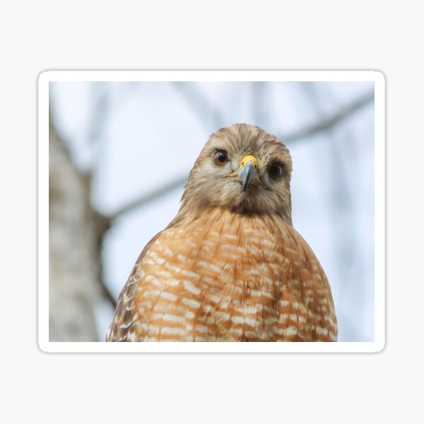 "Friendly Hawk" Sticker for Sale by AspenWillow | Redbubble