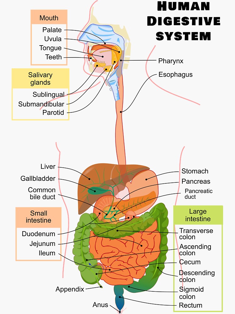 "Diagram of the Human Digestive System" Sticker for Sale by allhistory ...