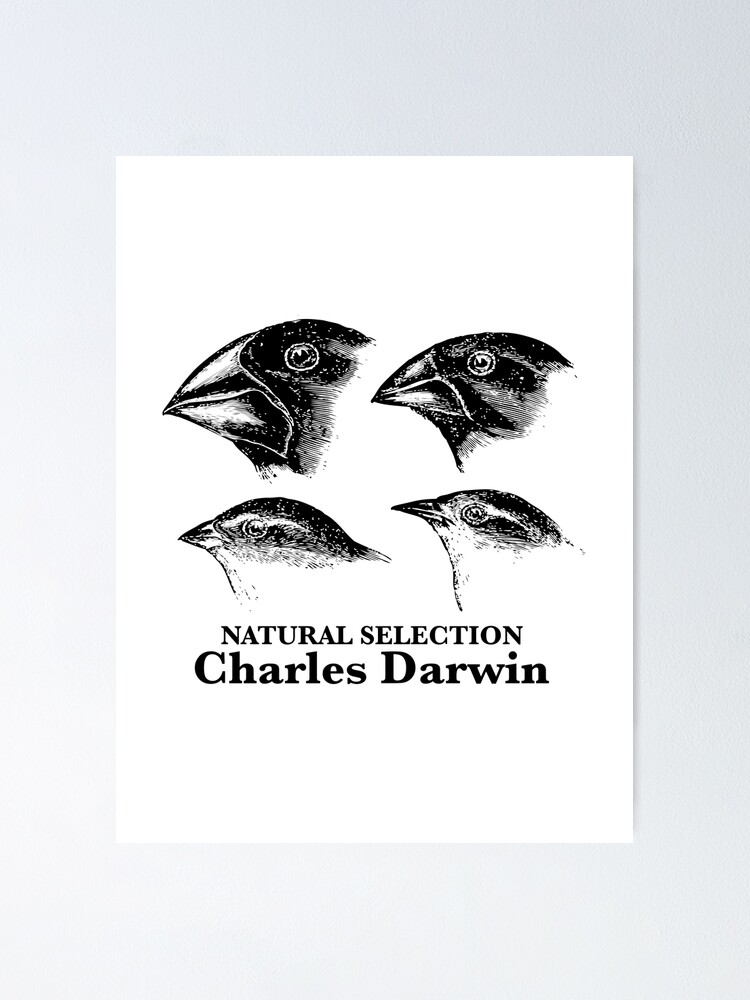 "Charles Darwin - Natural Selection" Poster by jonaszeferino | Redbubble